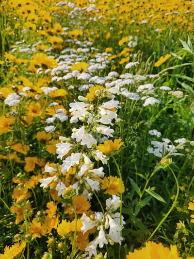 At Green-Wood Cemetery, Wildflower Meadows Replace Lawns