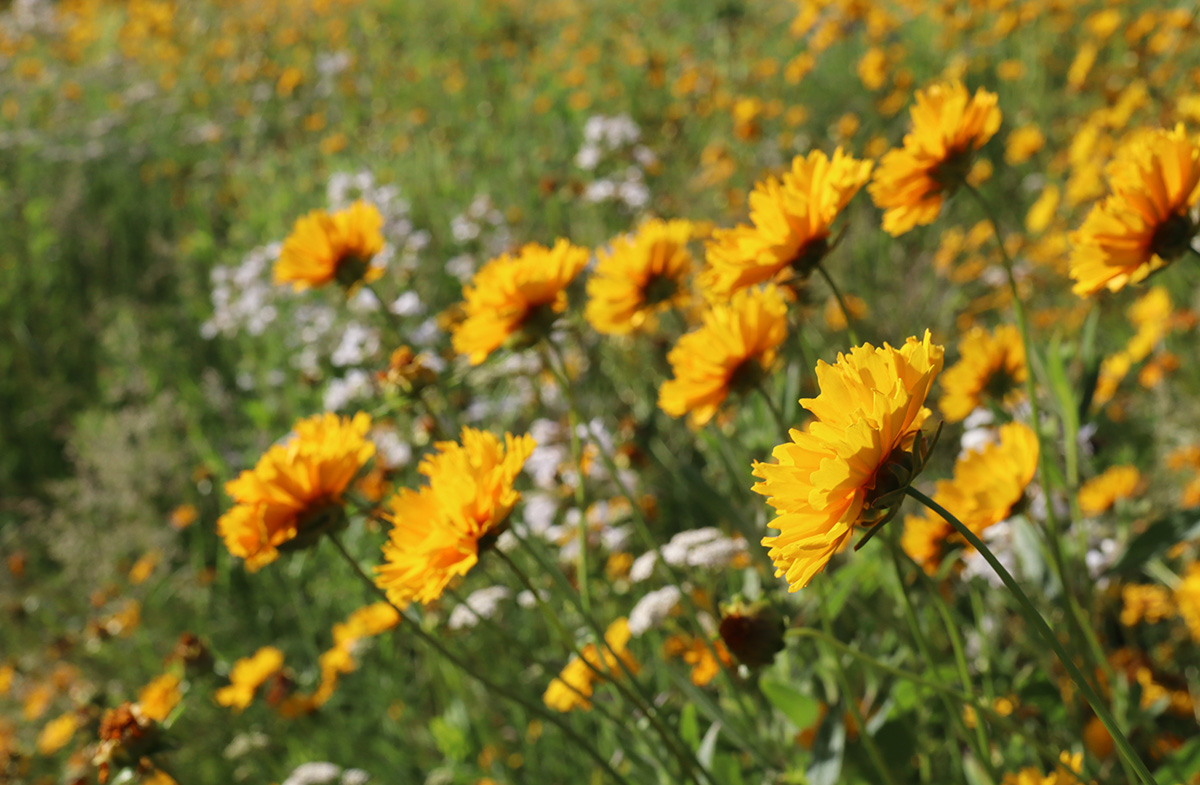 At Green-Wood Cemetery, Wildflower Meadows Replace Lawns
