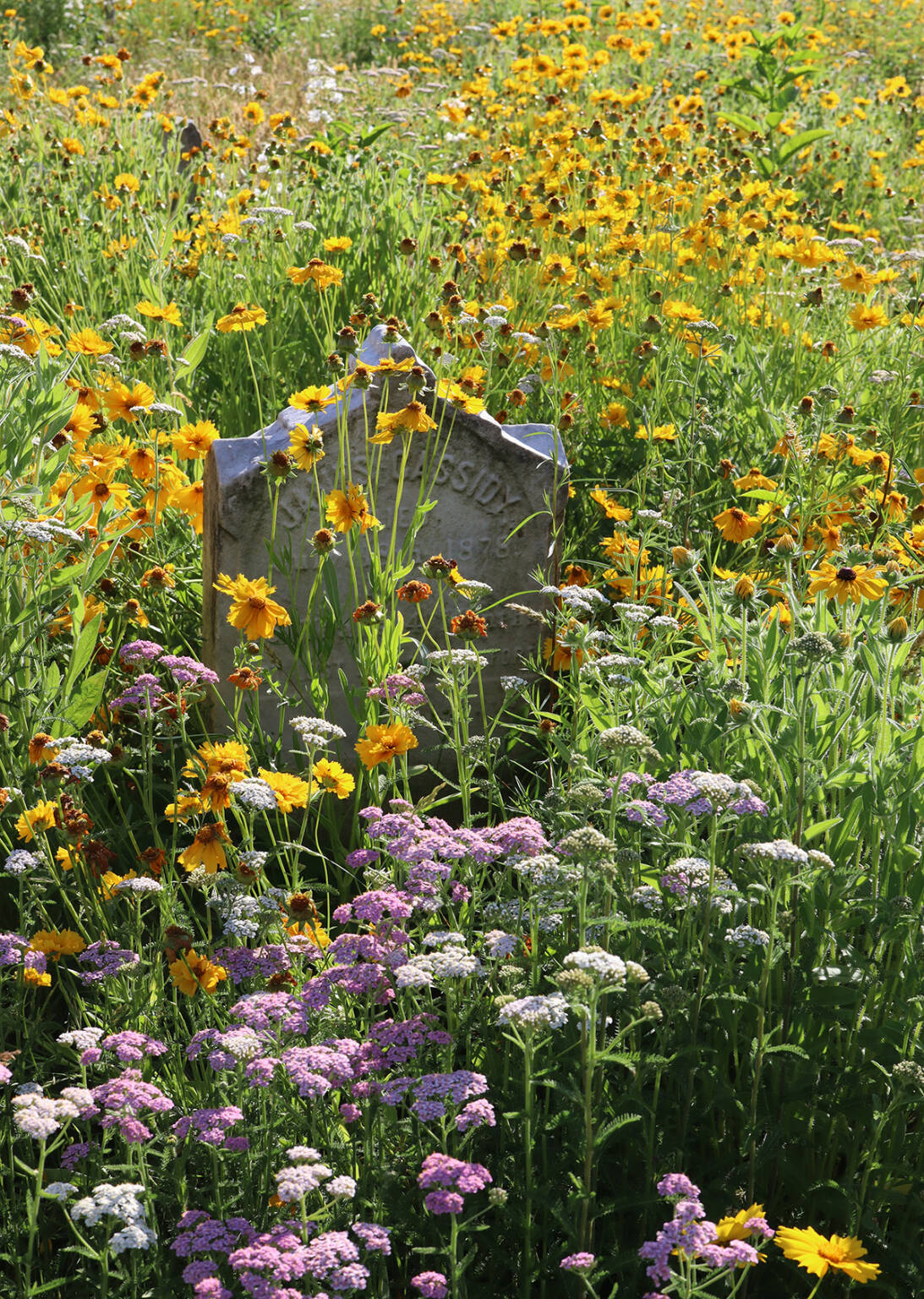 At Green-Wood Cemetery, Wildflower Meadows Replace Lawns