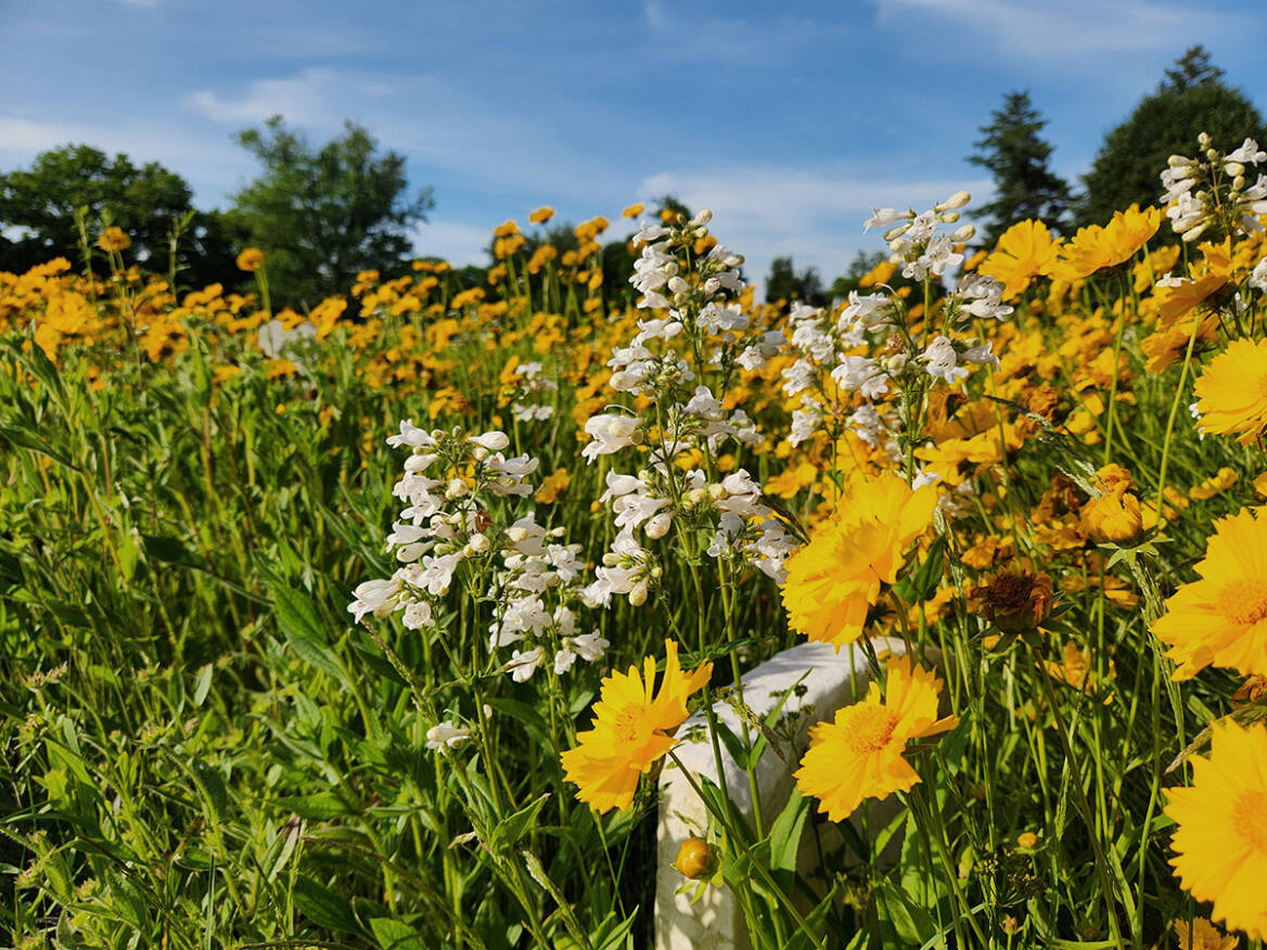 At Green-Wood Cemetery, Wildflower Meadows Replace Lawns