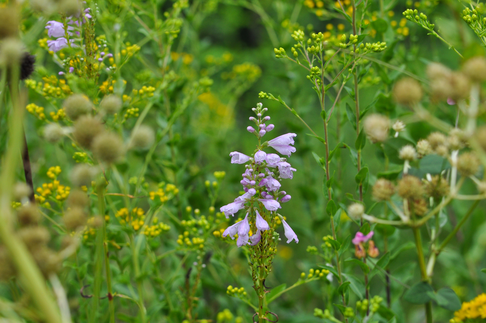 Obedient Plant: Everything You Need to Know About Growing Physostegia