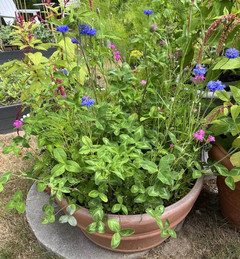 Pollinator Container Gardens: How to Plant a Pot that Will Attract ...