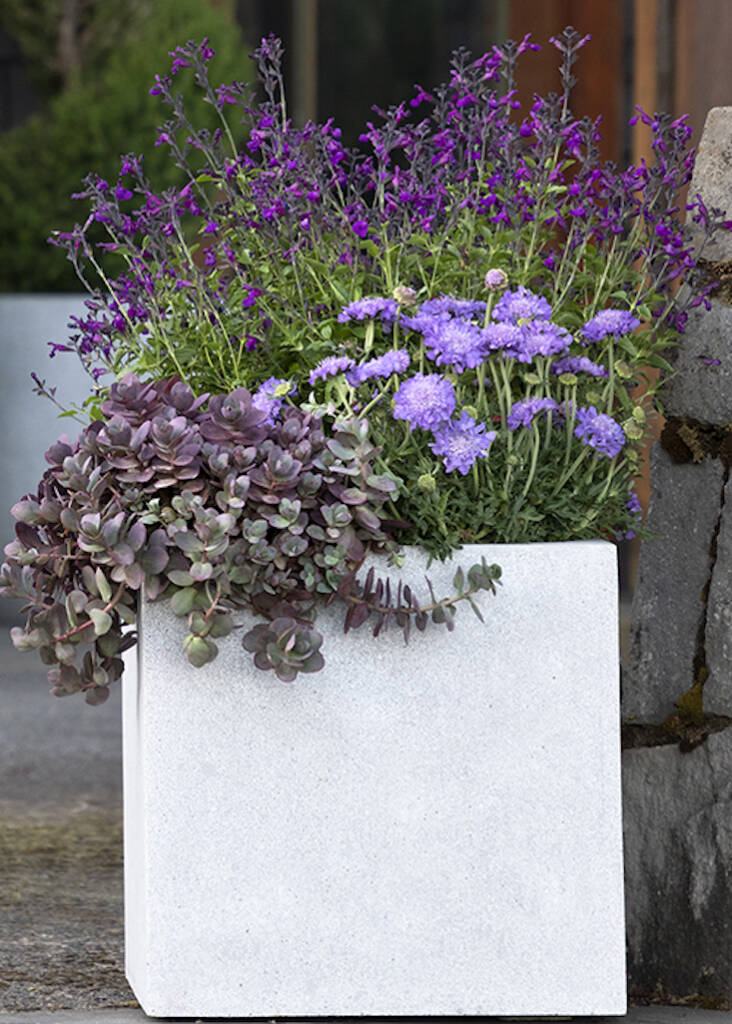 Pollinator Container Gardens: How to Plant a Pot that Will Attract ...