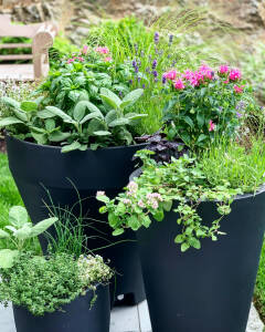 Pollinator Container Gardens: How to Plant a Pot that Will Attract ...