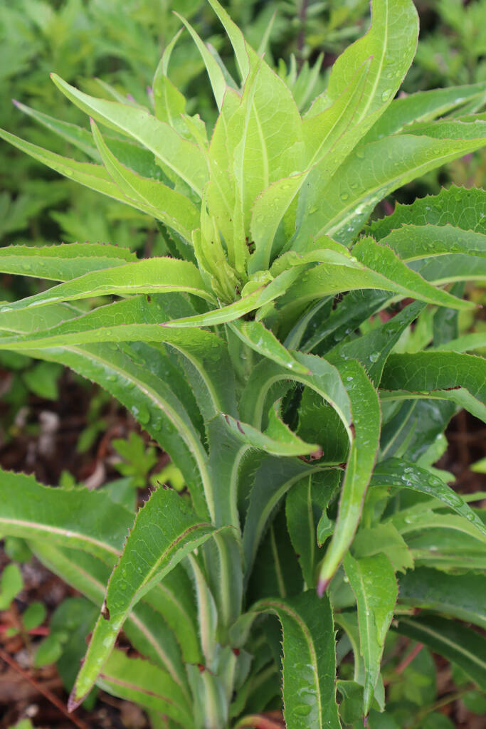 Wild Lettuce: A Delicious Foraged Vegetable that Makes an Outstanding ...