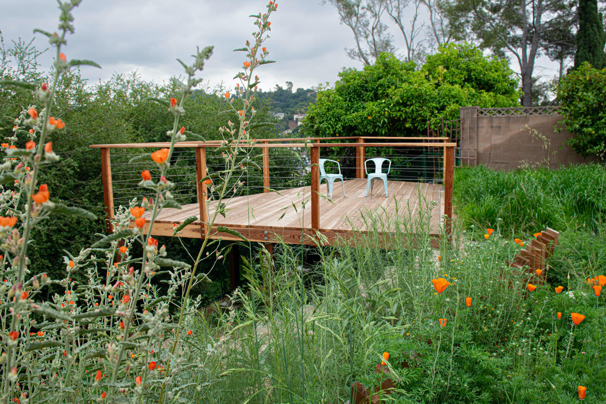 Wild Yard Project: David Newsom's Mission to Re-Wild Landscapes