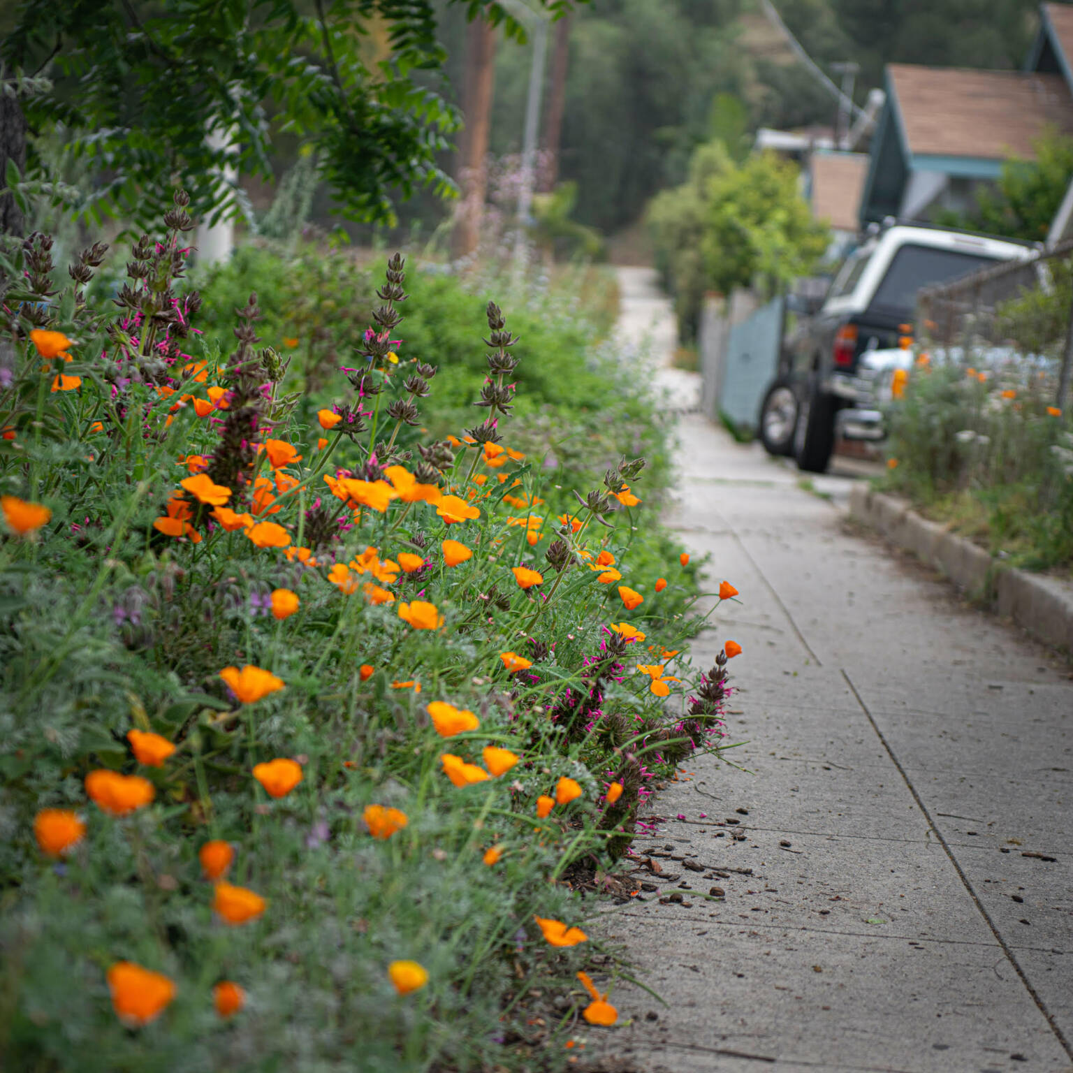 Wild Yard Project: David Newsom's Mission to Re-Wild Landscapes
