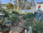 Wild Yard Project: David Newsom's Mission to Re-Wild Landscapes