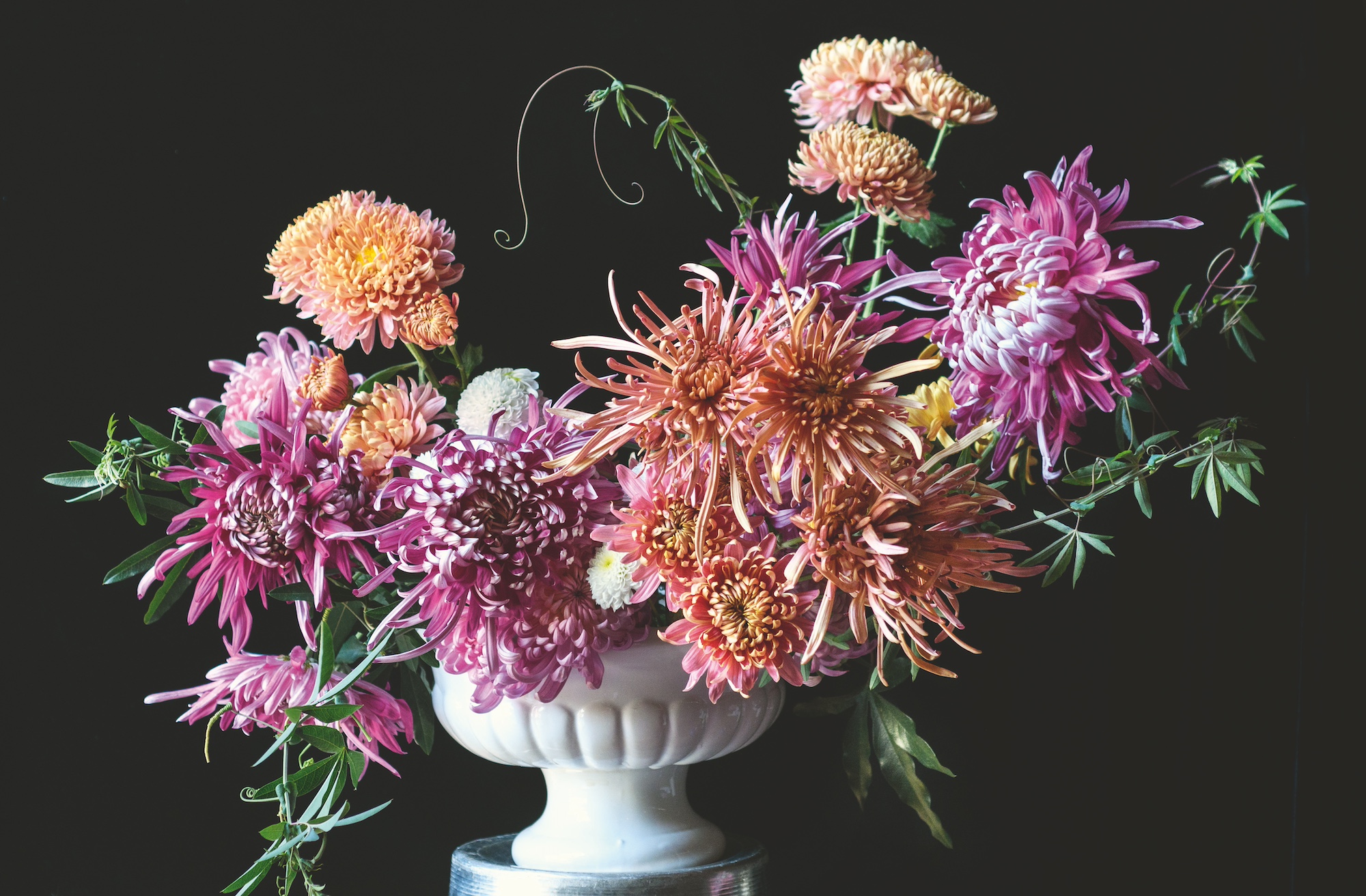 Naomi Slade's 'Chrysanthemums' Book: A Love Letter to the Misunderstood ...