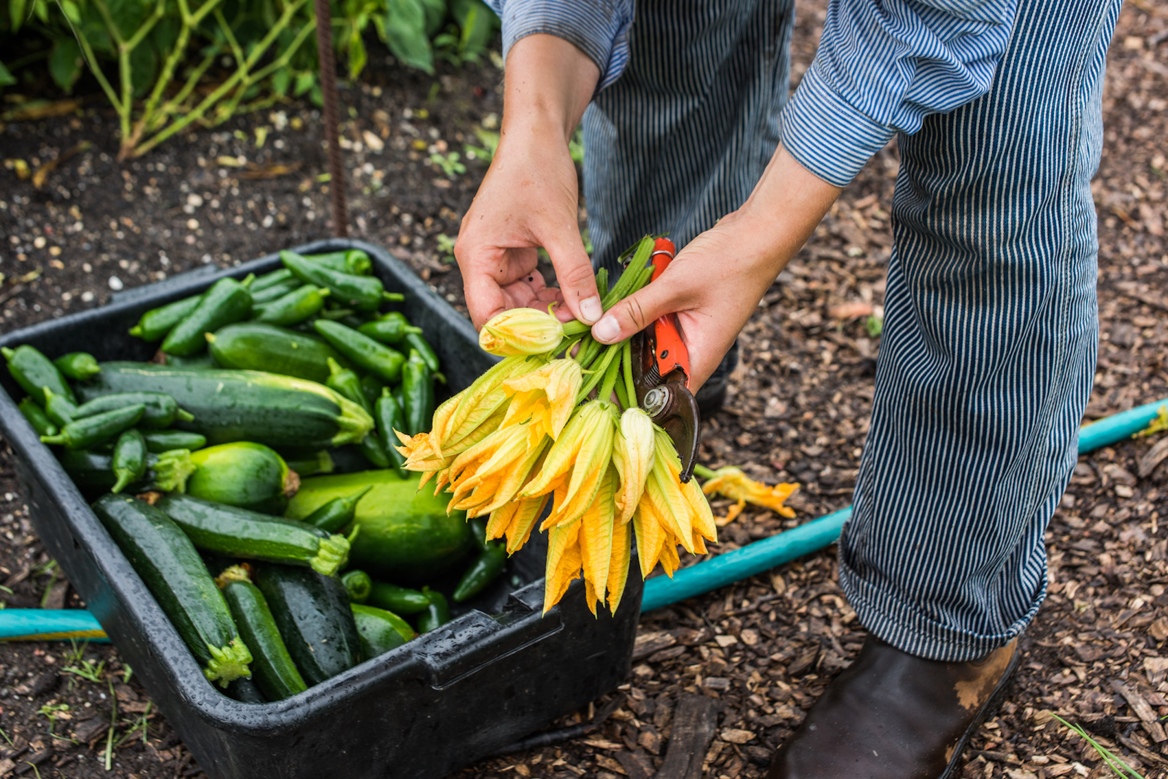 Edgemere Farm: An Urban Farm on Far Rockaway Offers Relief in a Food Desert