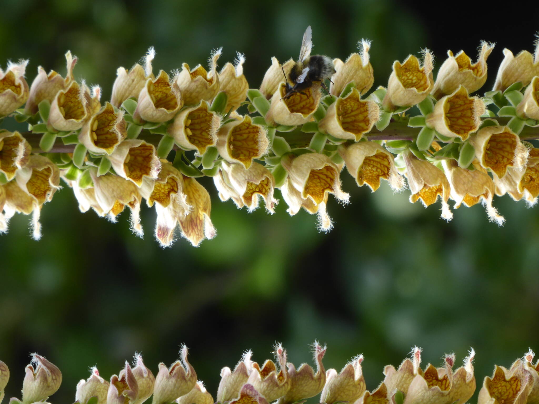 The Best Low-Maintenance Flowers for Your Garden: 8 Sun-Loving Favorites