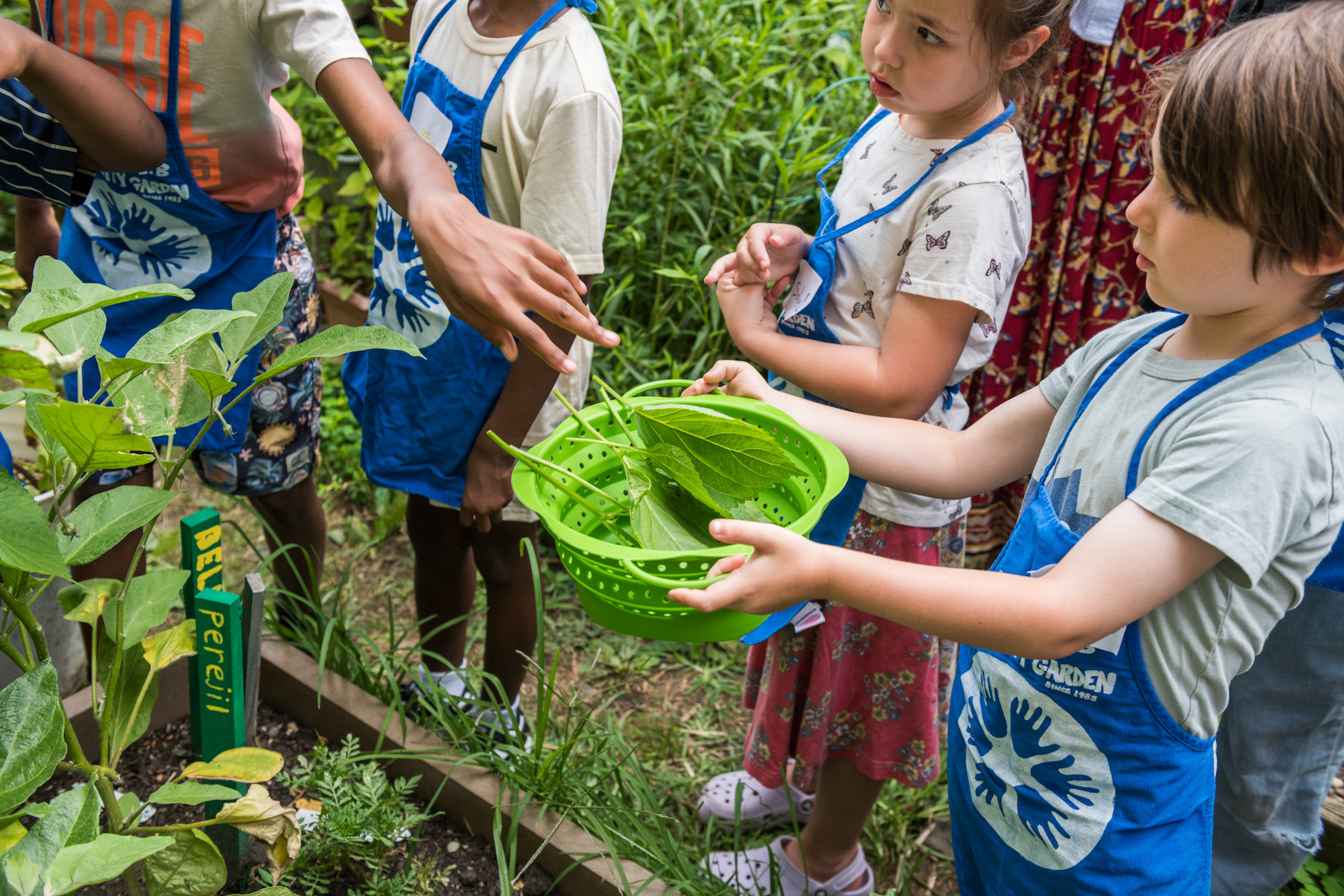 6&B Community Garden: Teaching Kids to Grow and Cook Fresh, Healthy ...
