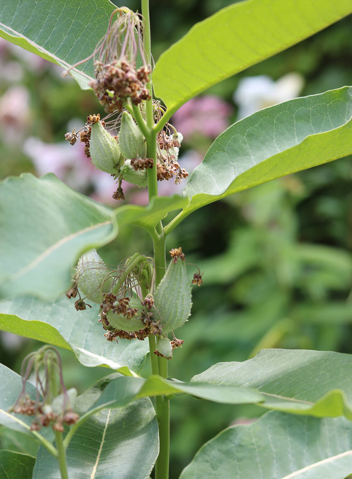 Milkweed Pods: How to Gather, Prepare, and Eat This Summer Vegetable