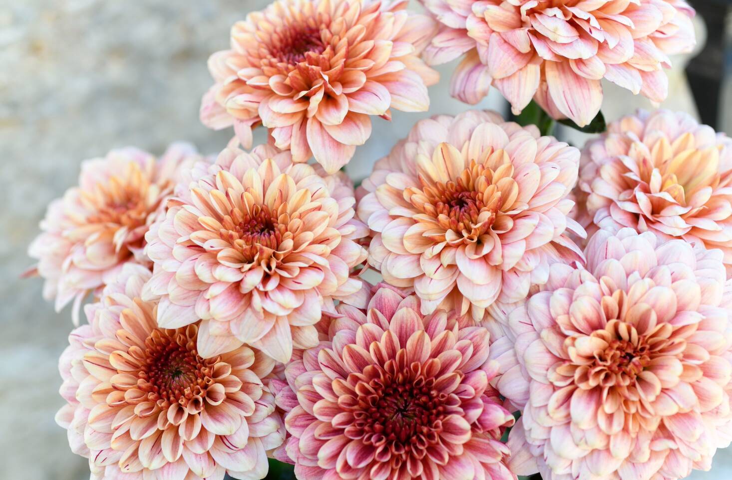 Naomi Slade's 'Chrysanthemums' Book: A Love Letter to the Misunderstood ...