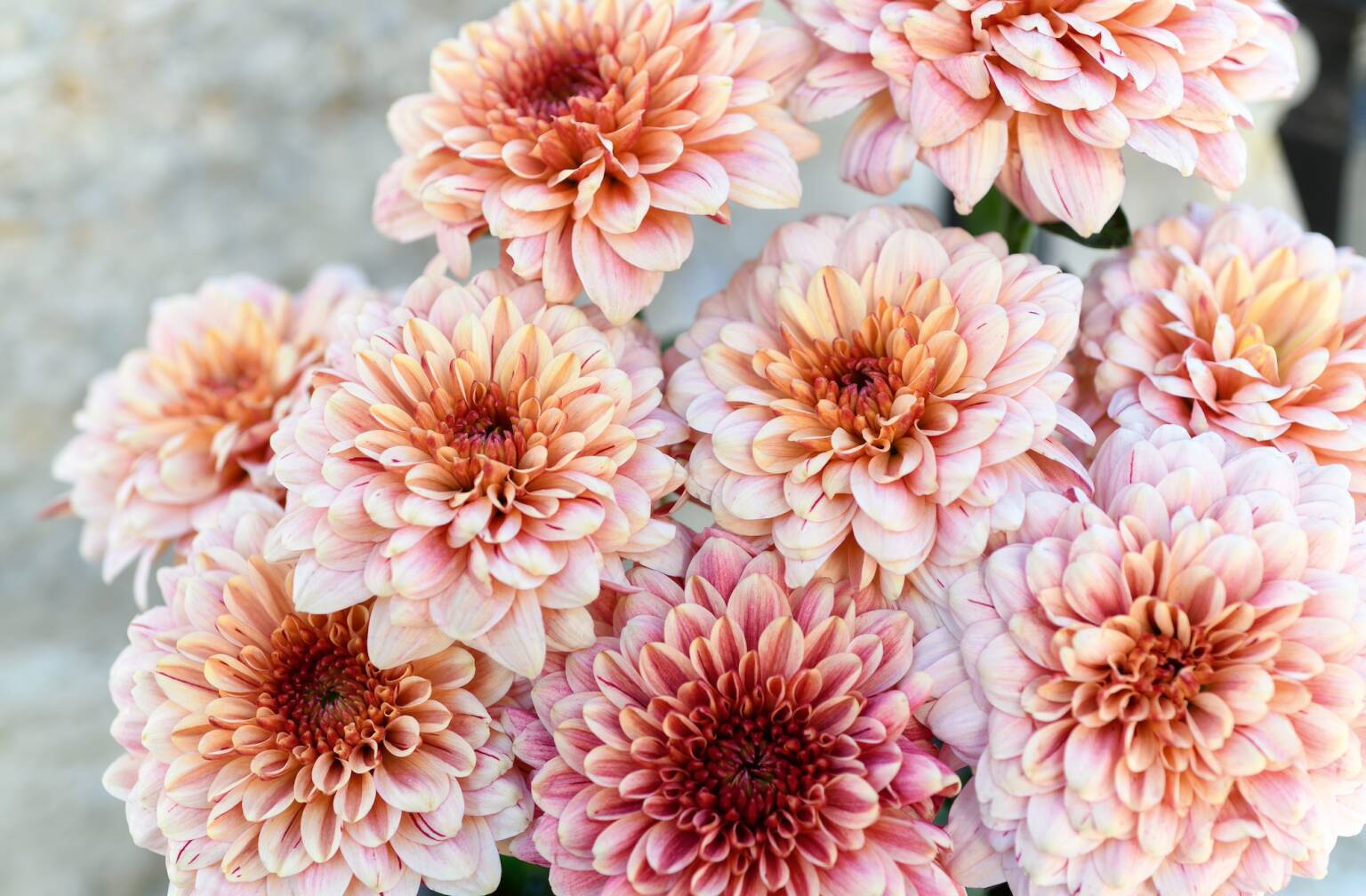 Naomi Slade's 'Chrysanthemums' Book: A Love Letter to the Misunderstood ...