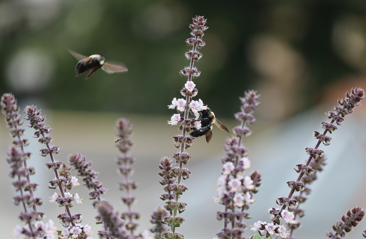 African Blue Basil: Long-Blooming and Beloved by Pollinators