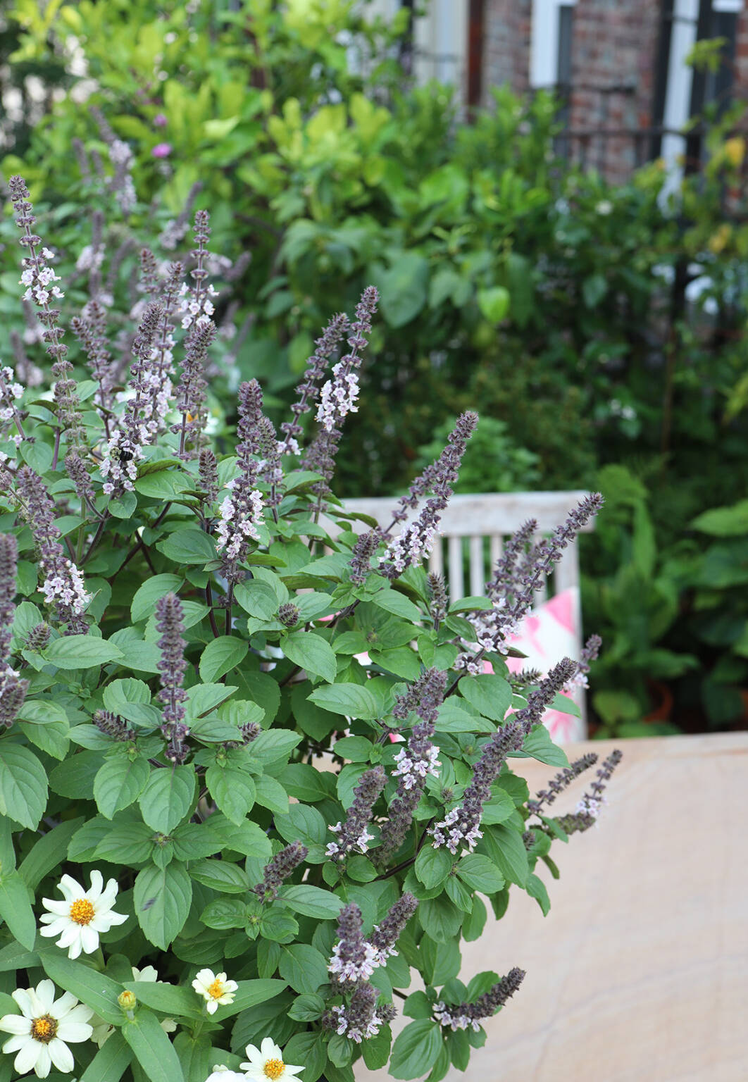 African Blue Basil: Long-Blooming and Beloved by Pollinators