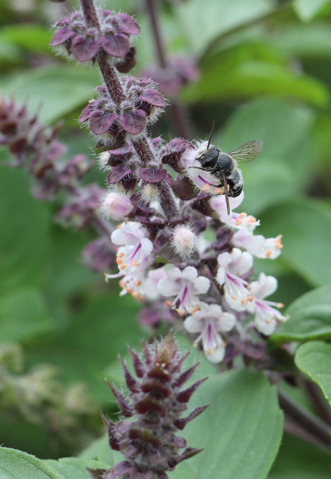 African Blue Basil: Long-Blooming and Beloved by Pollinators