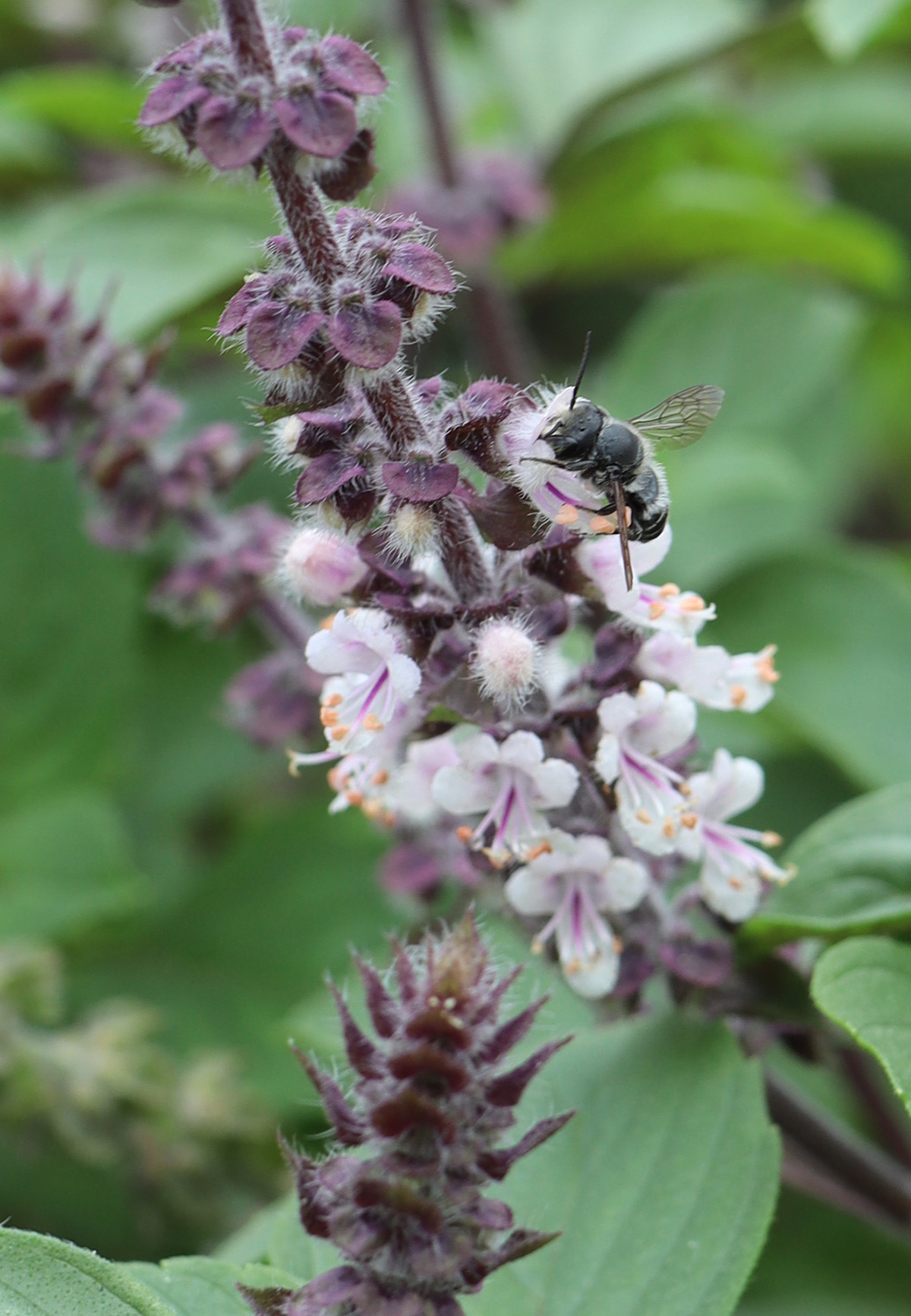 African Blue Basil: Long-Blooming and Beloved by Pollinators
