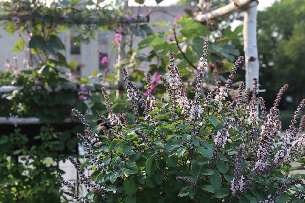 African Blue Basil: Long-Blooming and Beloved by Pollinators
