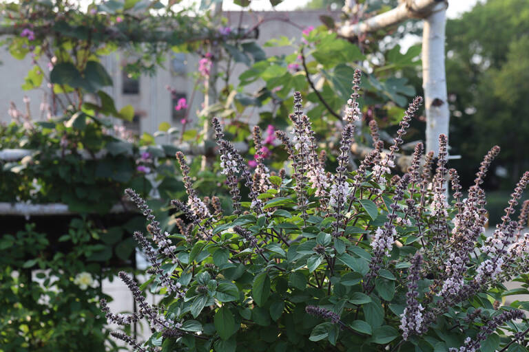 African Blue Basil: Long-Blooming and Beloved by Pollinators