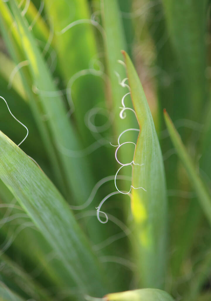 Yucca Fruit Pickles: How to Prepare the Edible Seed Pods