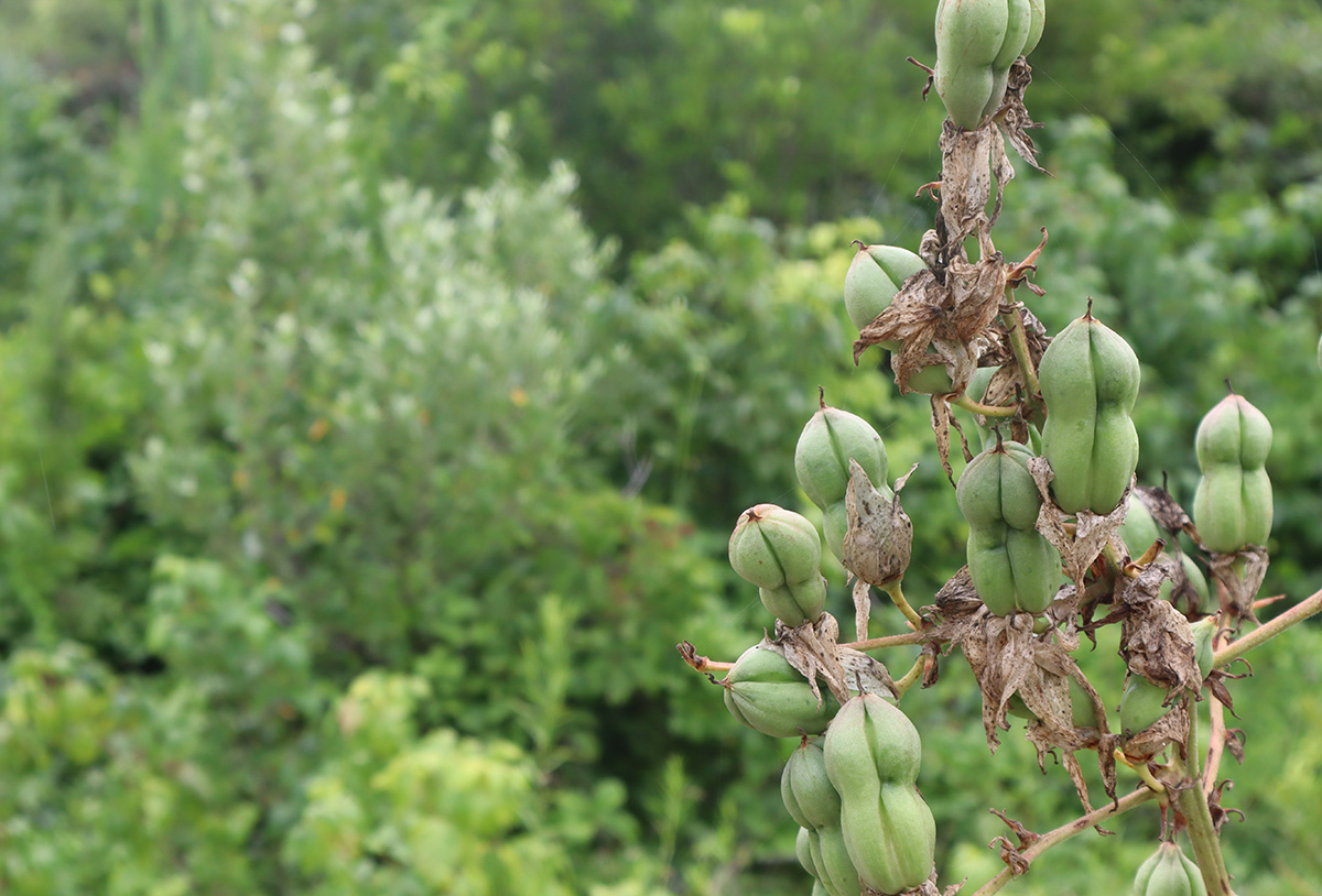 Yucca Fruit Pickles: How to Prepare the Edible Seed Pods