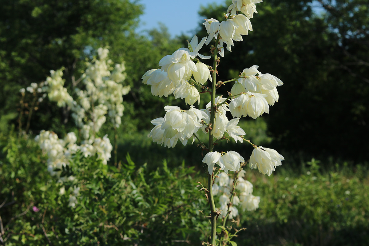 Yucca Fruit Pickles: How to Prepare the Edible Seed Pods
