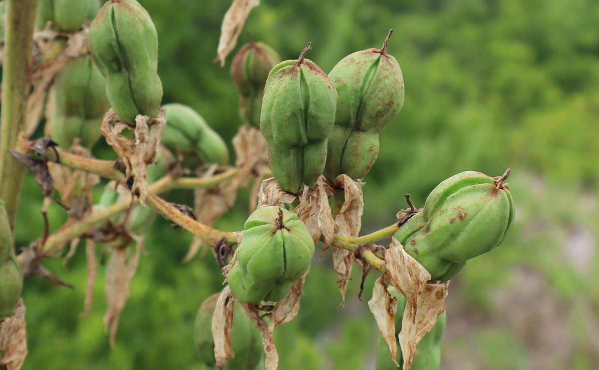 Yucca Fruit Pickles: How to Prepare the Edible Seed Pods