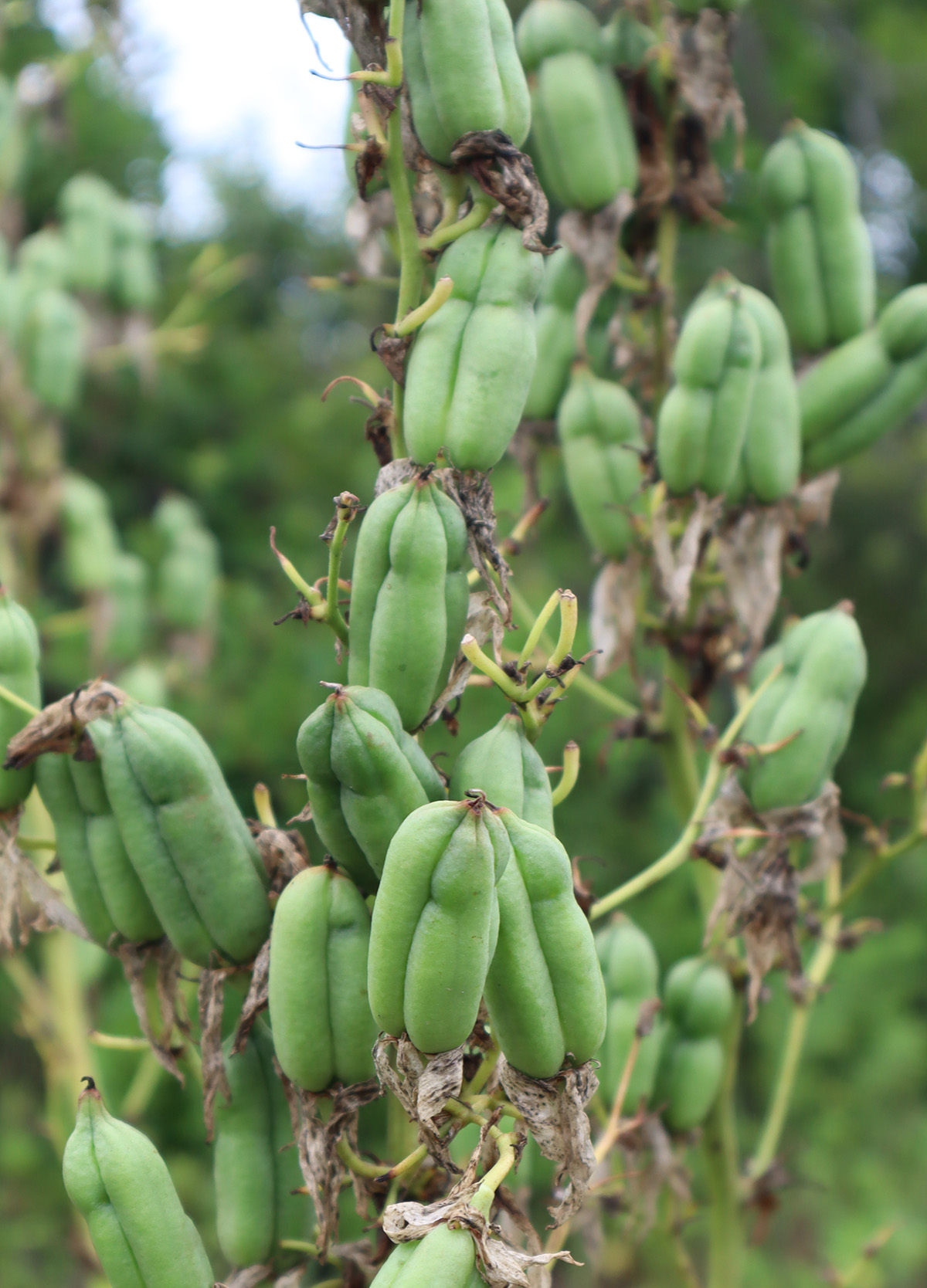 Yucca Fruit Pickles: How to Prepare the Edible Seed Pods