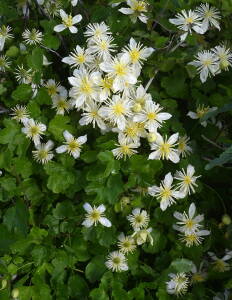 Native Vines: Experts Share Their Favorite Native Climbers