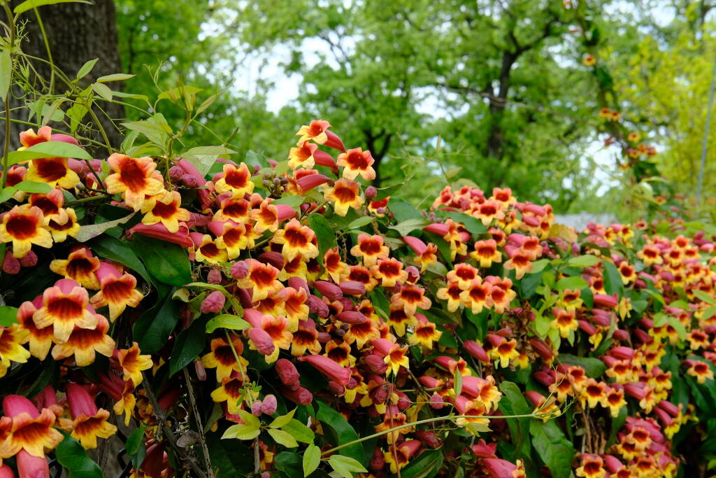 Native Vines: Experts Share Their Favorite Native Climbers