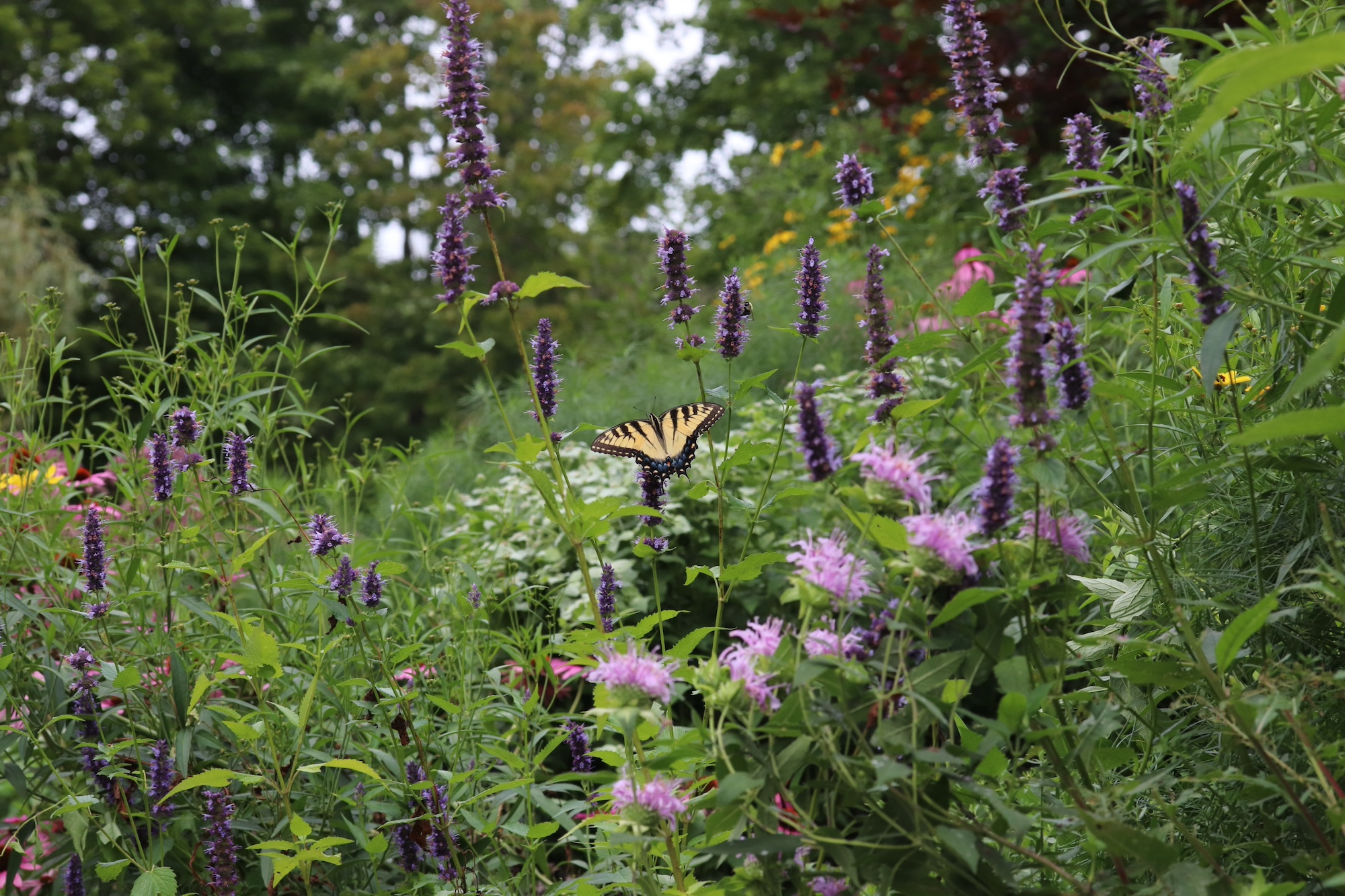 Agastache Growing Guide: Everything You Need to Know About Anise Hyssop ...