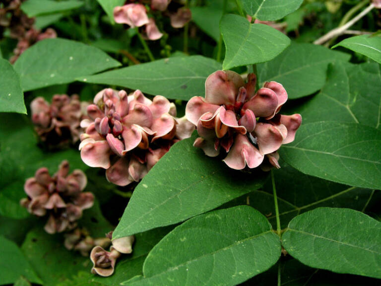 Native Vines: Experts Share Their Favorite Native Climbers