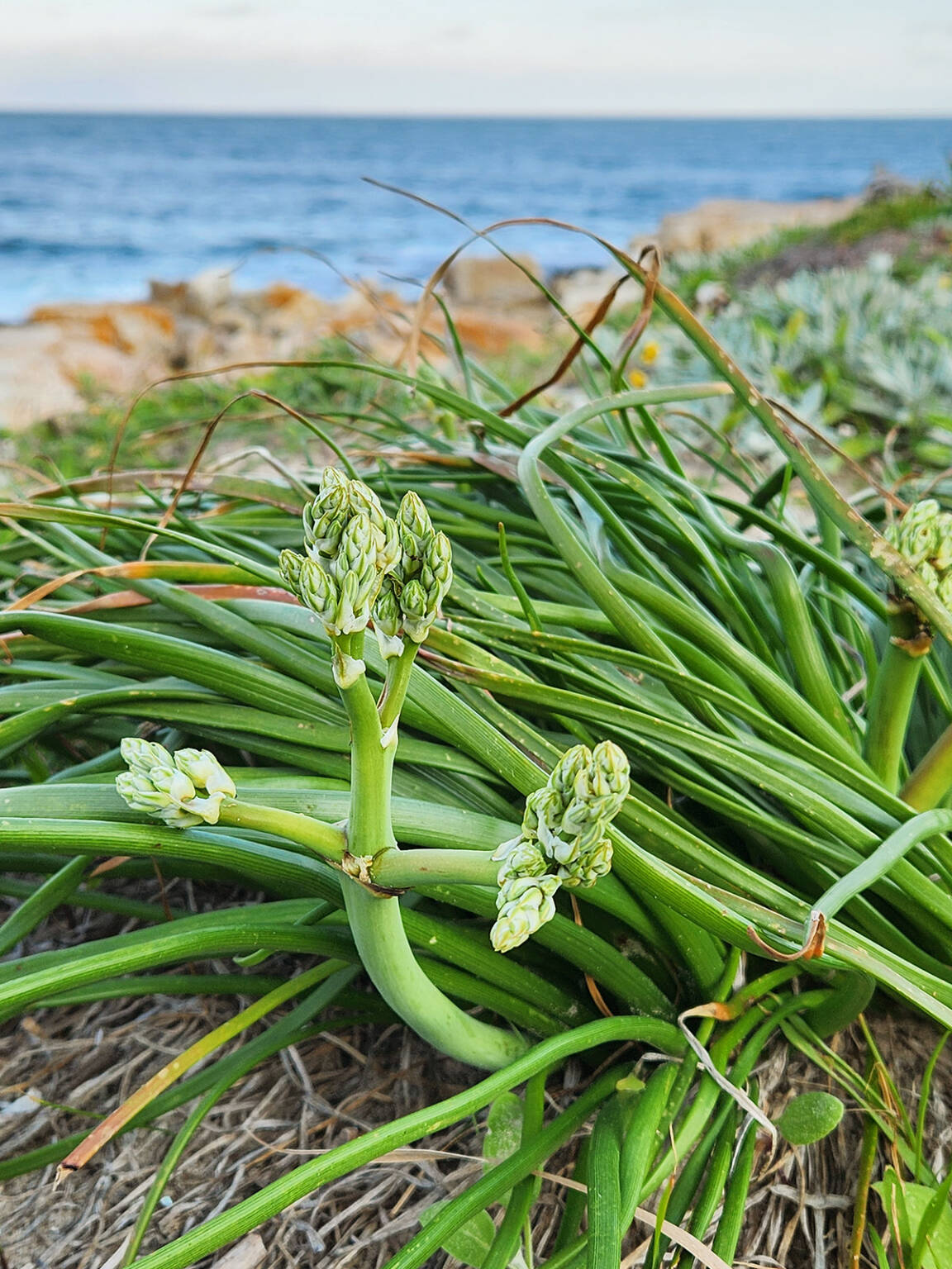Veldkool: A Wild South African Vegetable that Can Be Foraged in the Spring