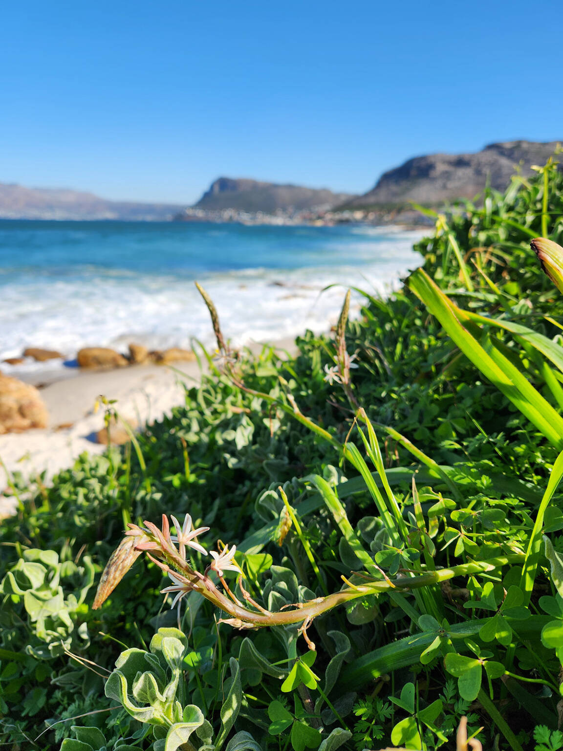 Veldkool: A Wild South African Vegetable that Can Be Foraged in the Spring