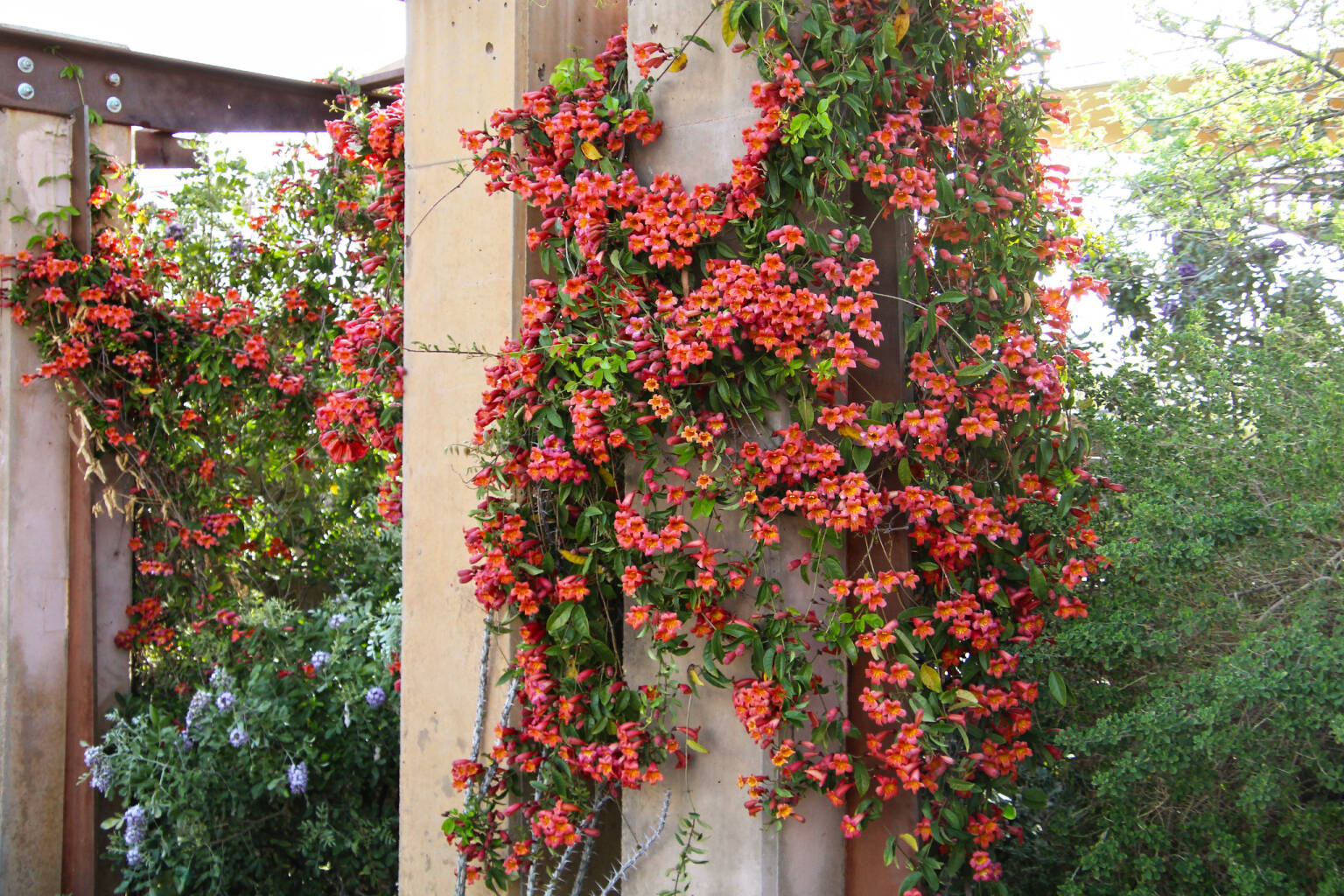 Native Vines: Experts Share Their Favorite Native Climbers