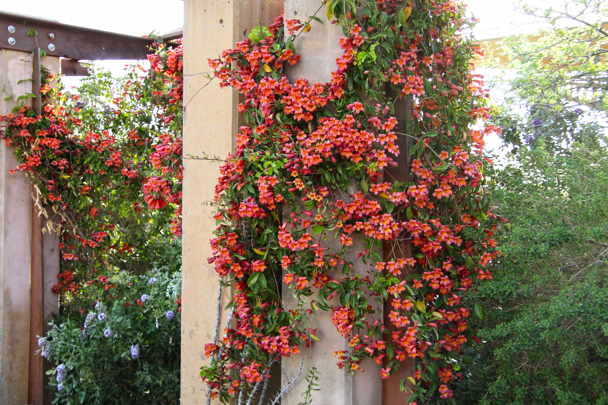 Native Vines: Experts Share Their Favorite Native Climbers