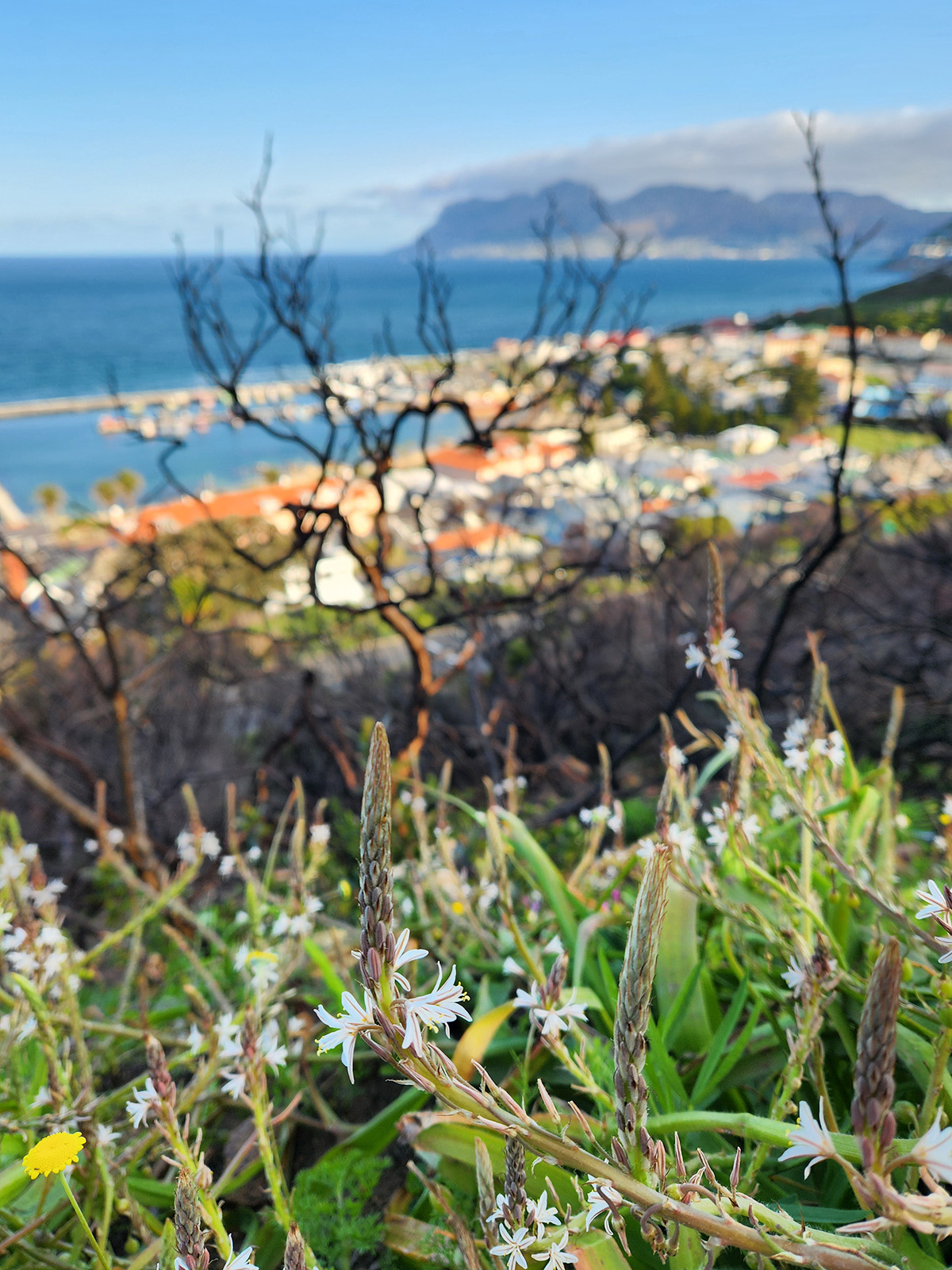 Veldkool: A Wild South African Vegetable that Can Be Foraged in the Spring