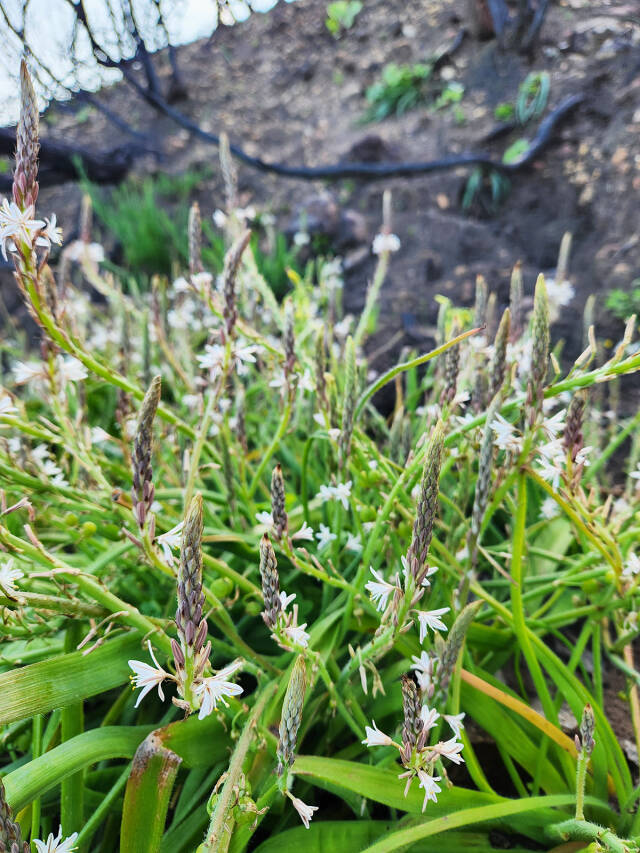 Veldkool: A Wild South African Vegetable that Can Be Foraged in the Spring