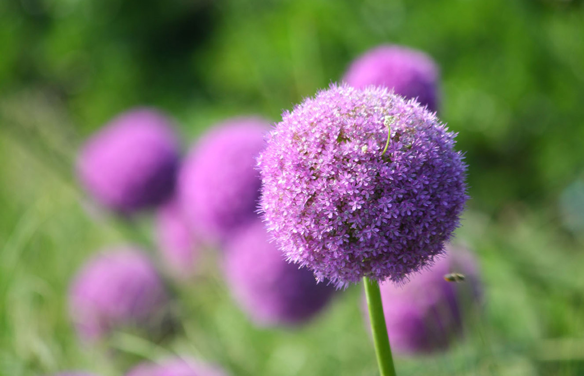 Alliums: 14 Reasons to Plant This Spring-Flowering Bulb in the Fall