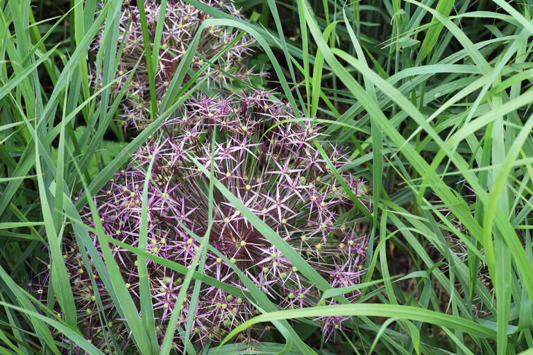 Alliums: 14 Reasons to Plant This Spring-Flowering Bulb in the Fall