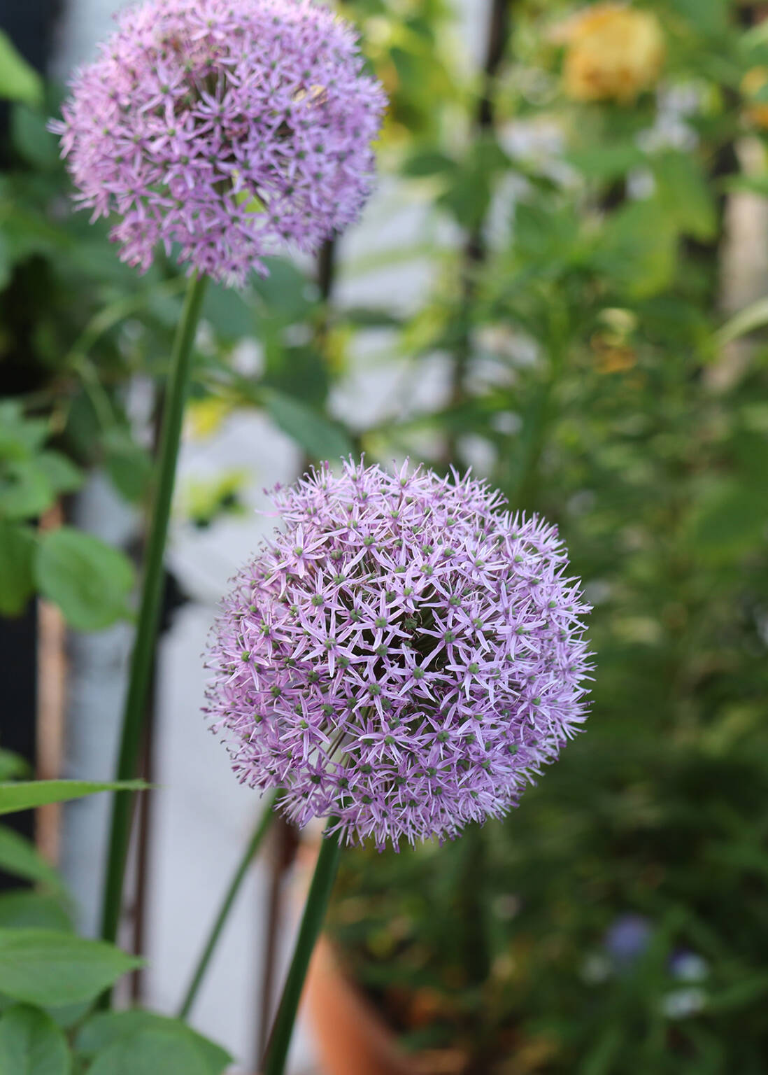 Alliums: 14 Reasons to Plant This Spring-Flowering Bulb in the Fall