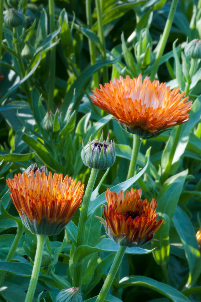 The Best Beginner-Friendly Medicinal Plants to Grow for Tisanes and Teas