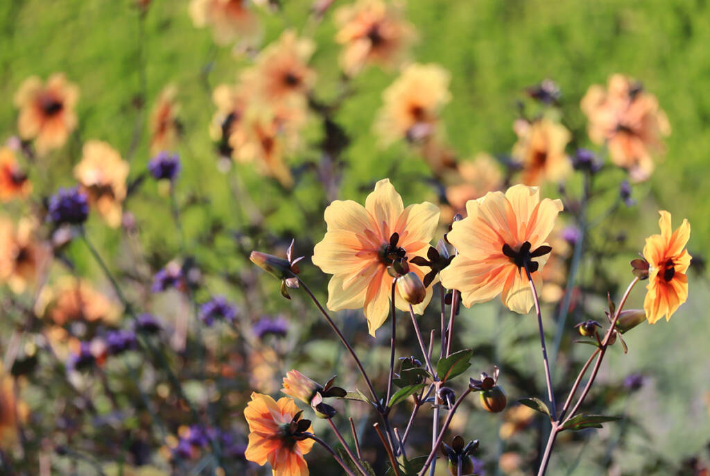 The Best Fall-Blooming Flowers Beyond Chrysanthemums