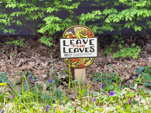 Fallen Leaves: What to Do With the Leaves on Your Property