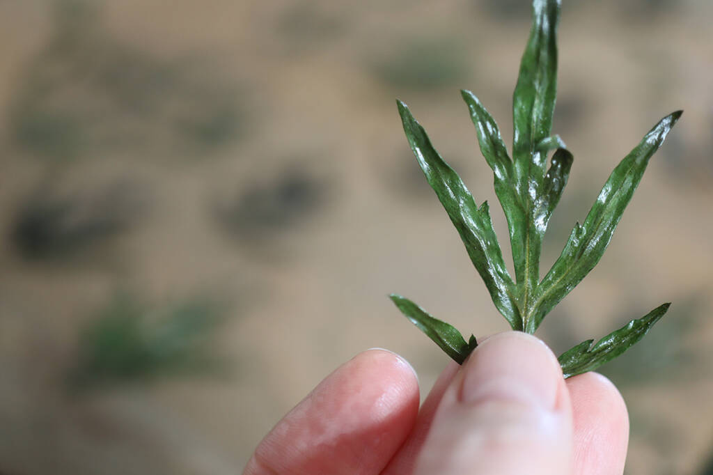 Mugwort Chips: An Easy Recipe Using the Herb Weed