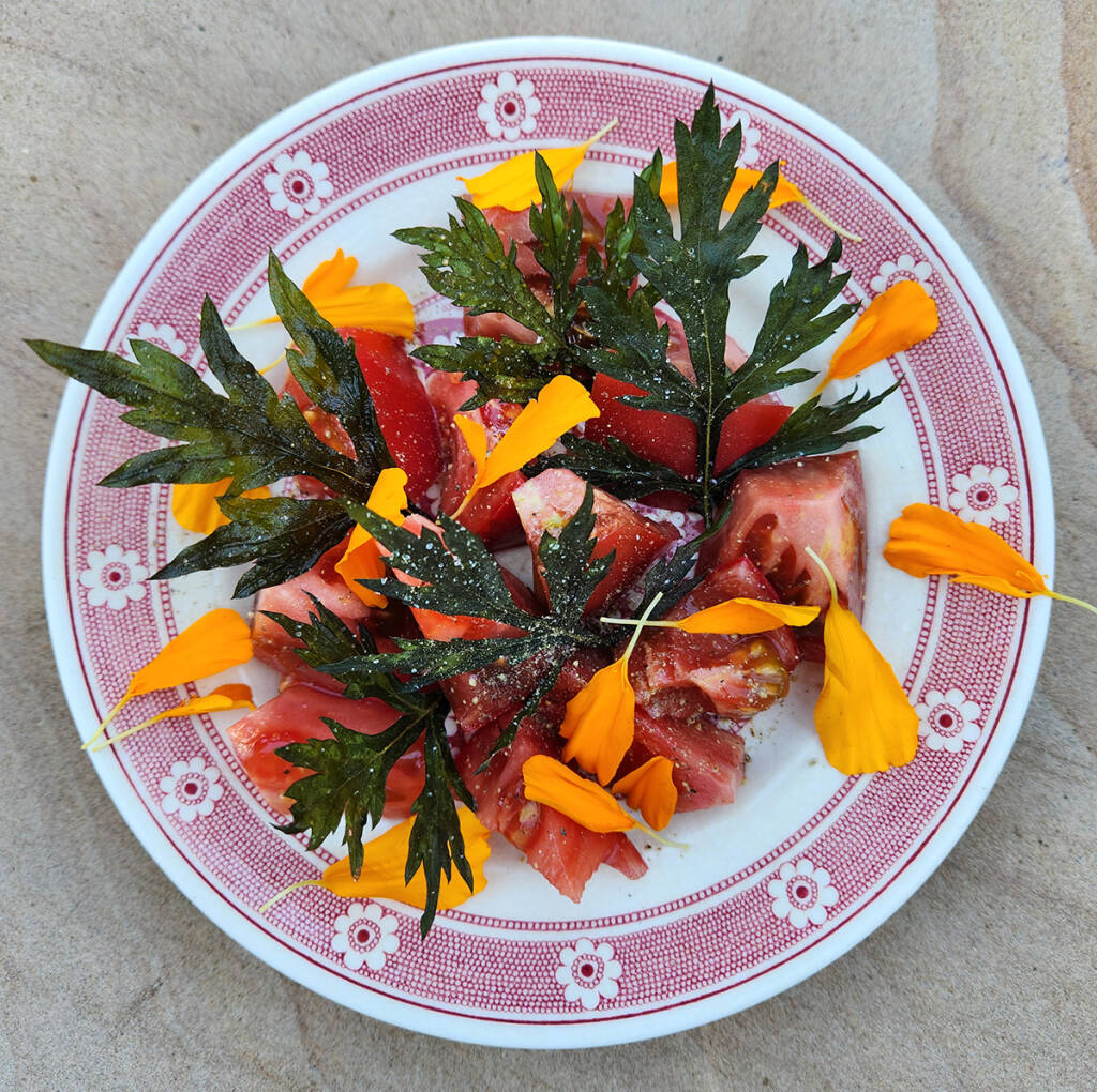 Mugwort Chips: An Easy Recipe Using the Herb Weed