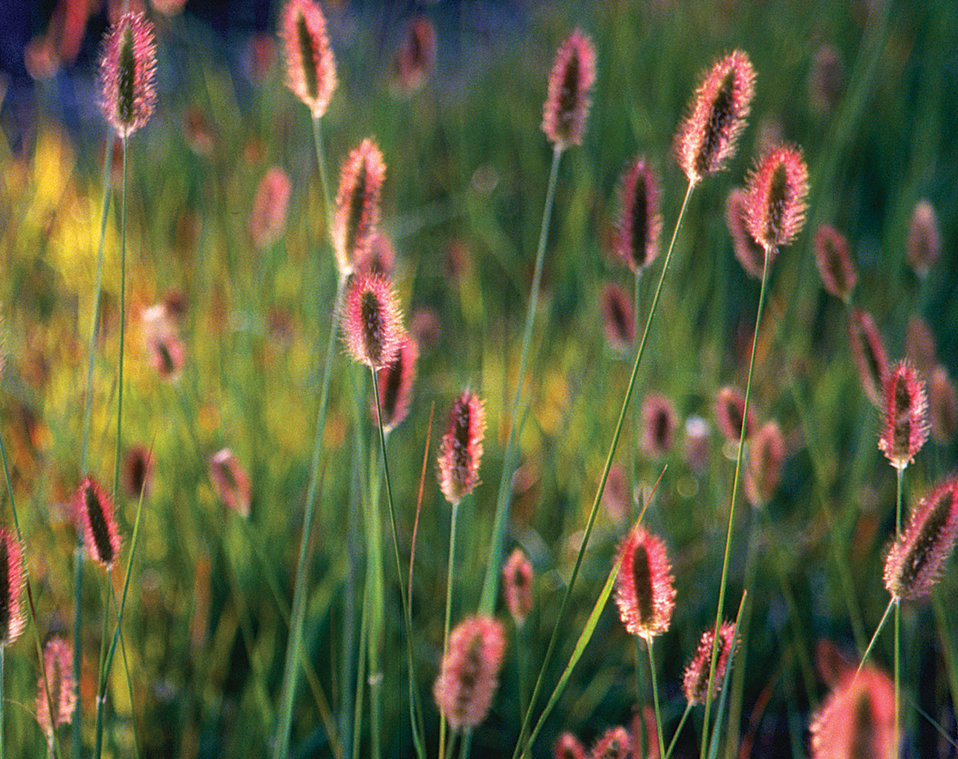 Red Bunny Tails: How to Grow Pennisetum Massiacum Grass in Your Garden