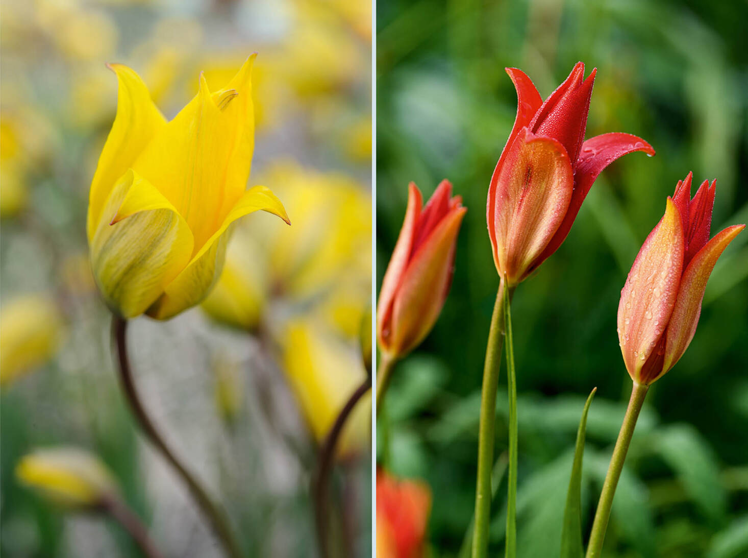 'A Year in Bloom': The New Book's Contributors' Share Their Favorite ...